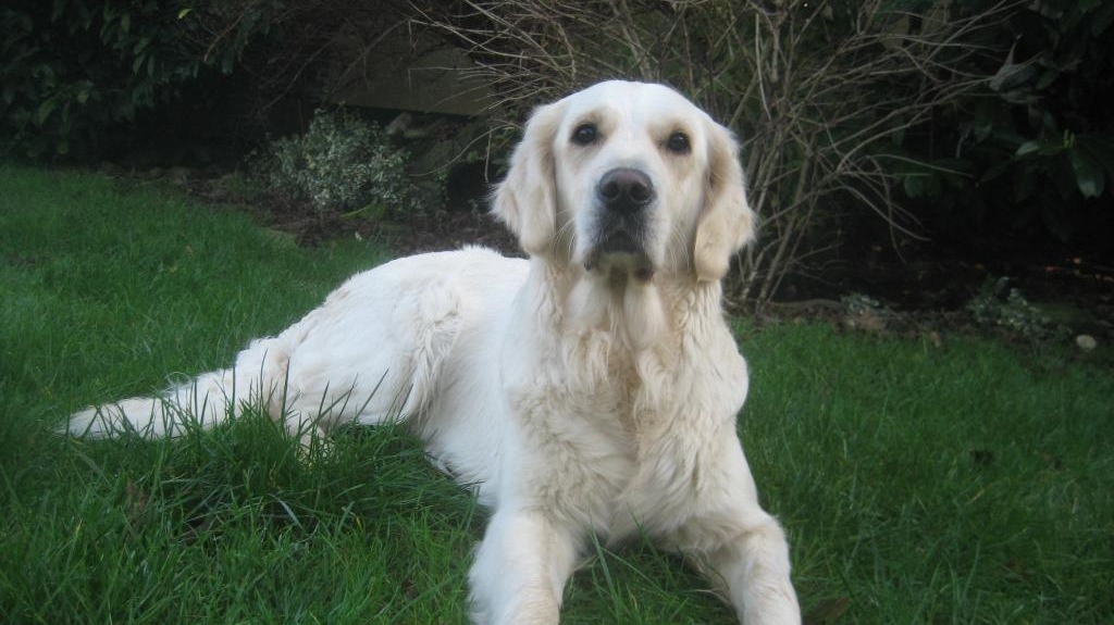 Hündin Emelie – Das bin ich – Golden-Retriever von der Friedenseiche
