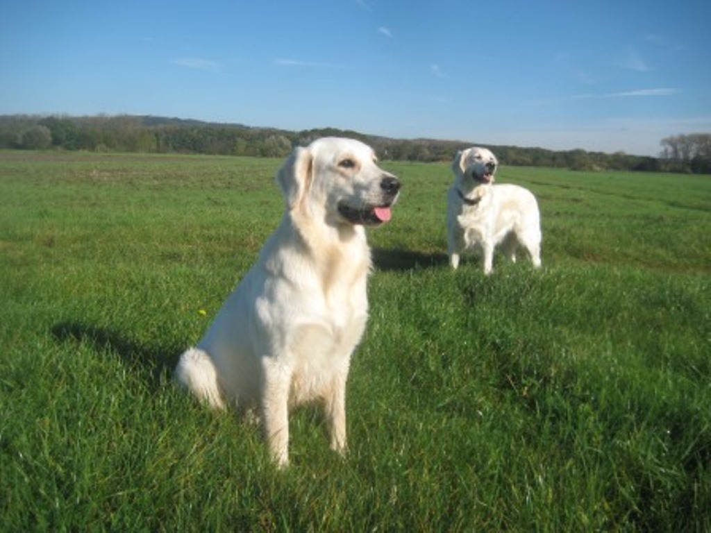 Hündin Emelie – Das bin ich – Golden-Retriever von der Friedenseiche