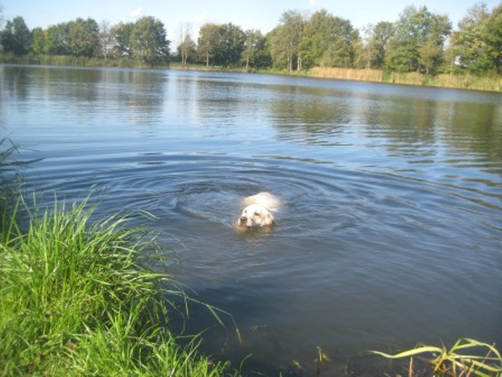 Hündin Emelie – Das bin ich – Golden-Retriever von der Friedenseiche