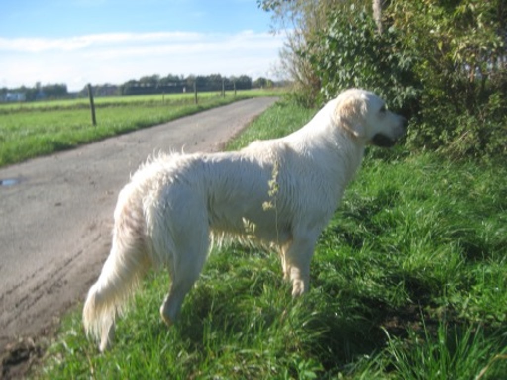 Hündin Emelie – Das bin ich – Golden-Retriever von der Friedenseiche