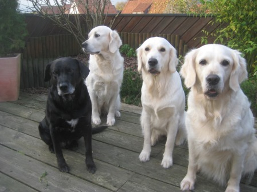 Hündin Emelie – Das bin ich – Golden-Retriever von der Friedenseiche
