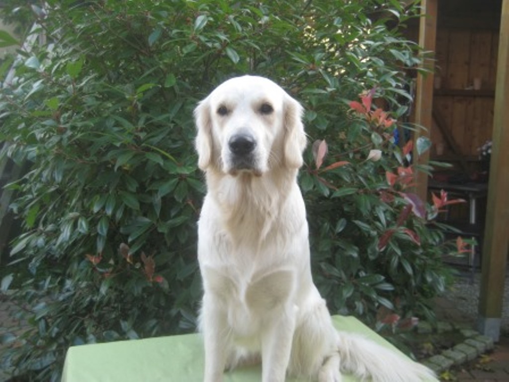 Hündin Emelie – Das bin ich – Golden-Retriever von der Friedenseiche