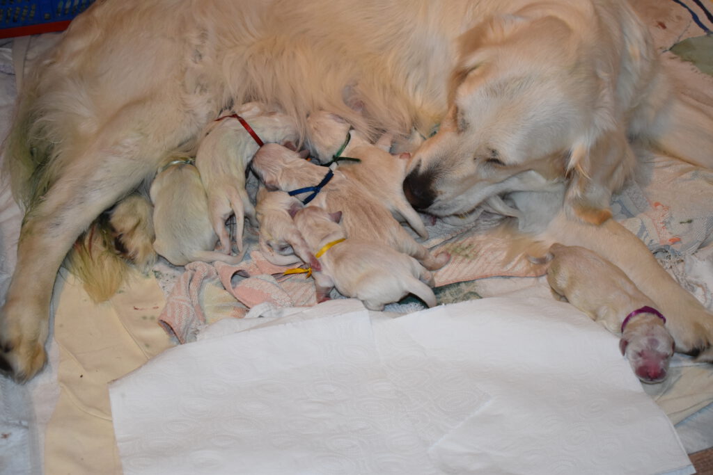 Infos und Bilder zur Geburt – Golden-Retriever von der Friedenseiche